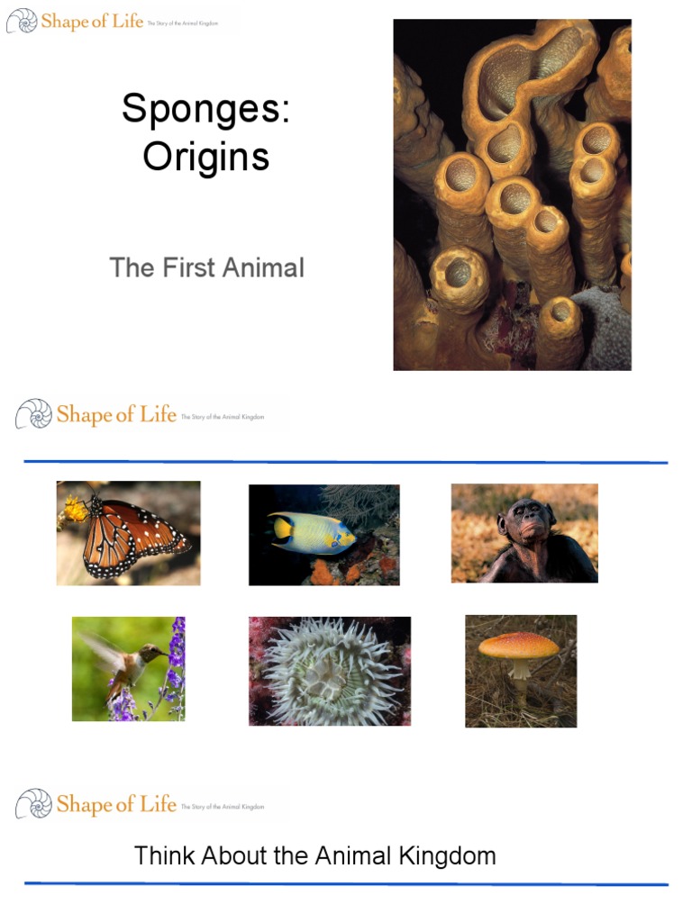 Sponges: Origins: The First Animal | PDF