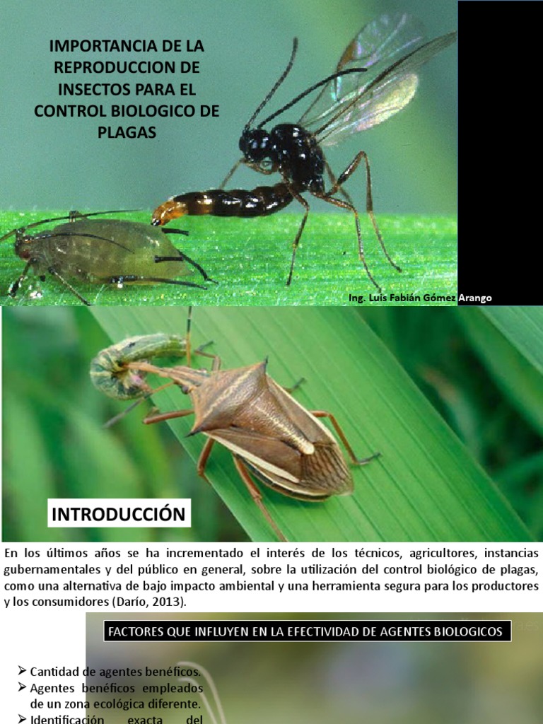 Reproducción de Insectos en Control Biológico | PDF | Control biológico ...