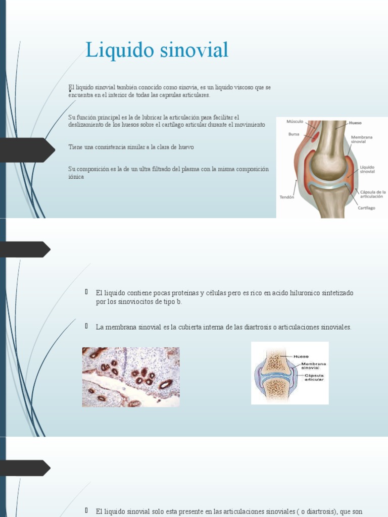 Función y composición del líquido sinovial | PDF