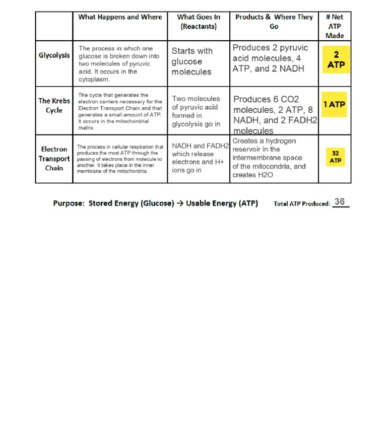 Cell Respiration Graphic Organizer | PDF