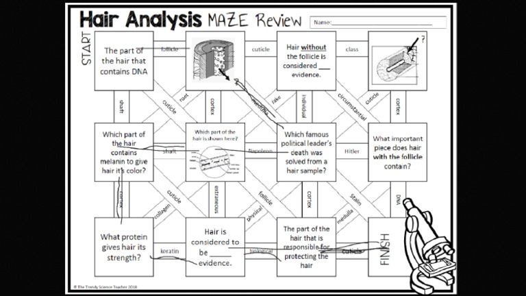 Hair Analysis Maze Review | PDF