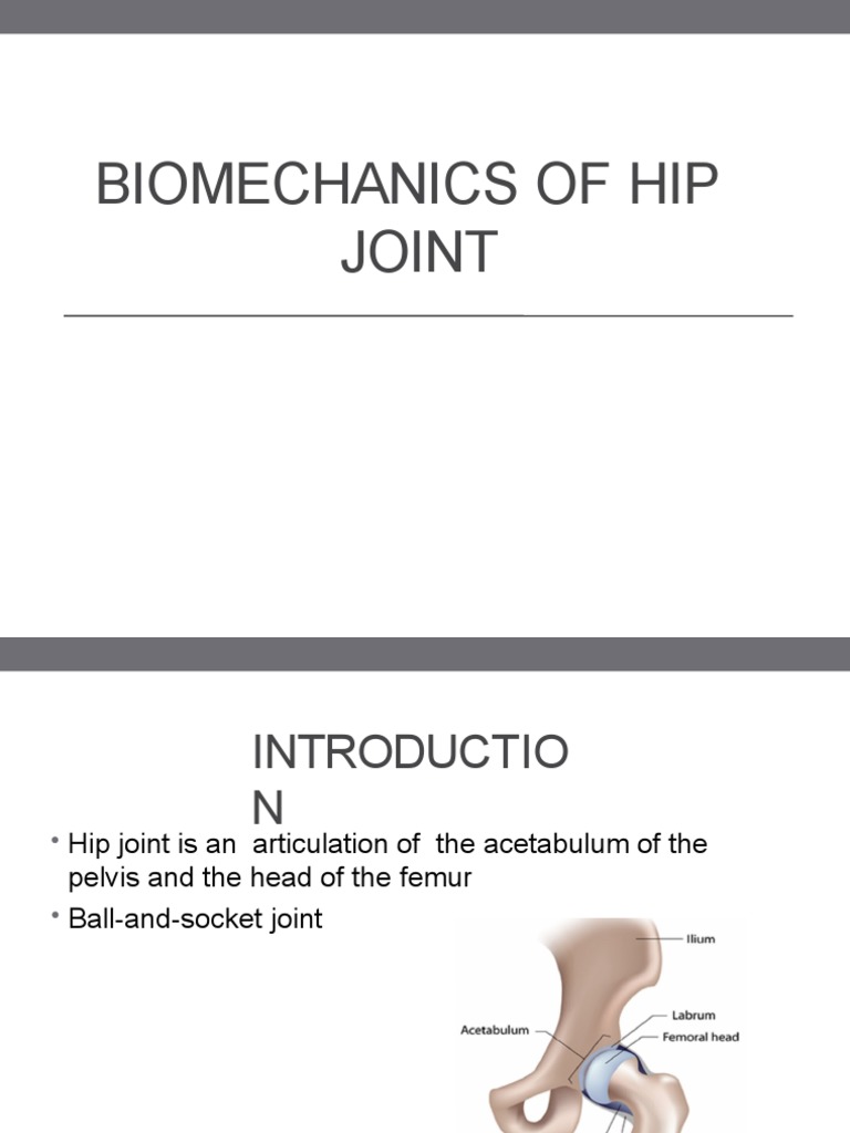 Biomechanics of Hip | PDF | Hip | Anatomical Terms Of Motion