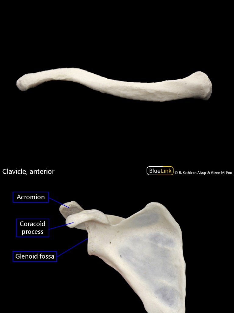 Clavicle, Anterior: © B. Kathleen Alsup & Glenn M. Fox | PDF | Shoulder ...