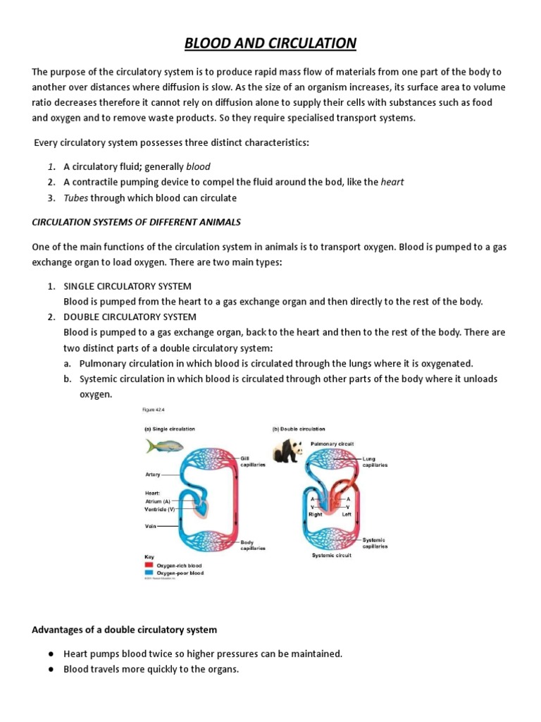 CH 5 Blood and Circulation | PDF | Heart Valve | Heart