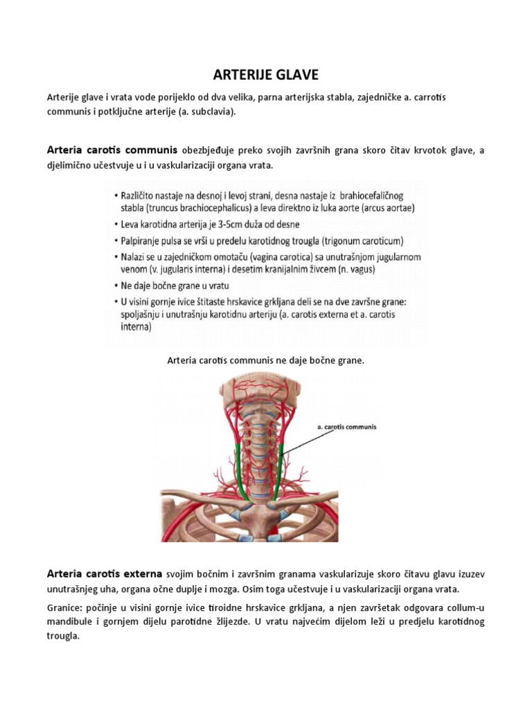 Arterije Glave | PDF