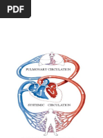 Blood Circulation Flow Chart | PDF