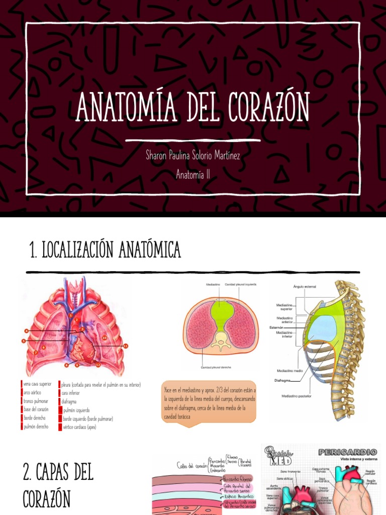 Ubicación y Anatomía del Corazón | PDF | Corazón | Anatomía