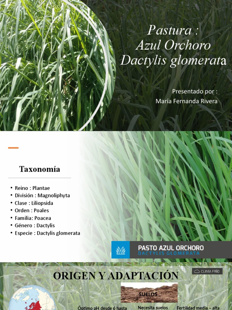 Características del Pasto Azul Orchoro | PDF | Fertilizante | Plantas