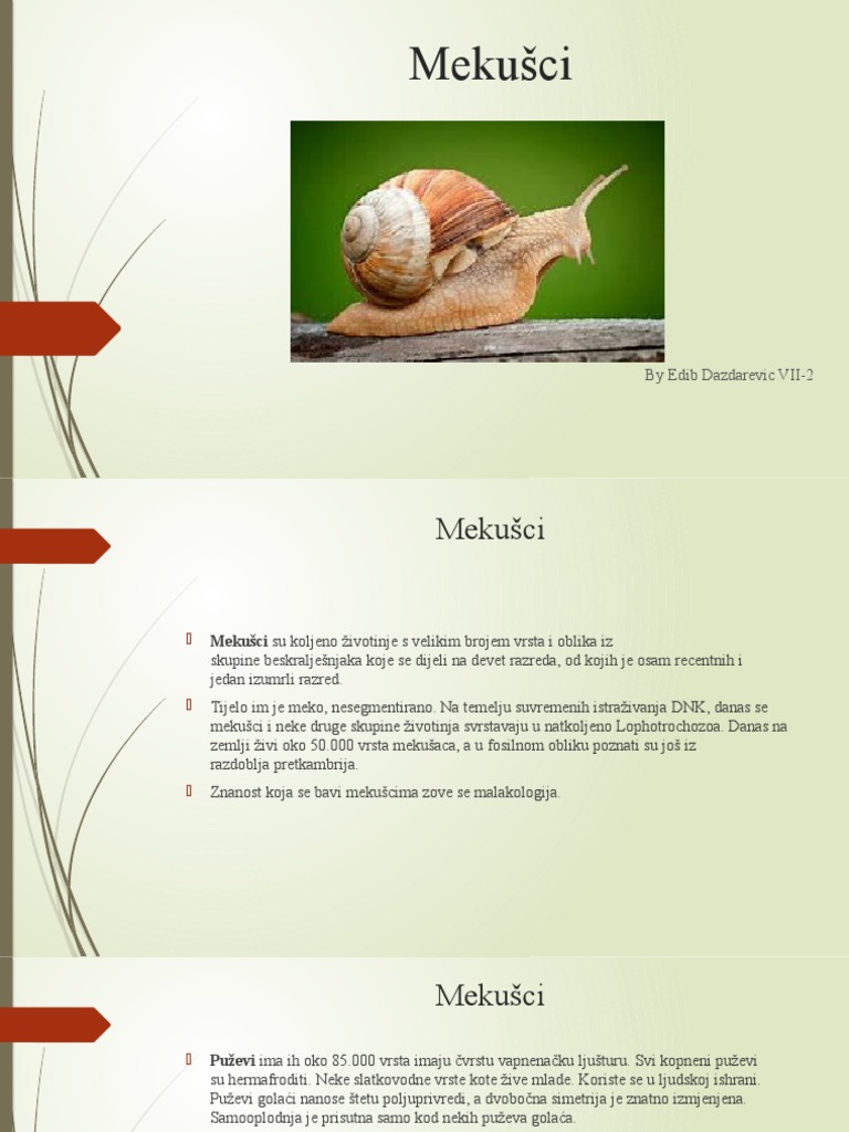 Mekušci Prezentacija | PDF