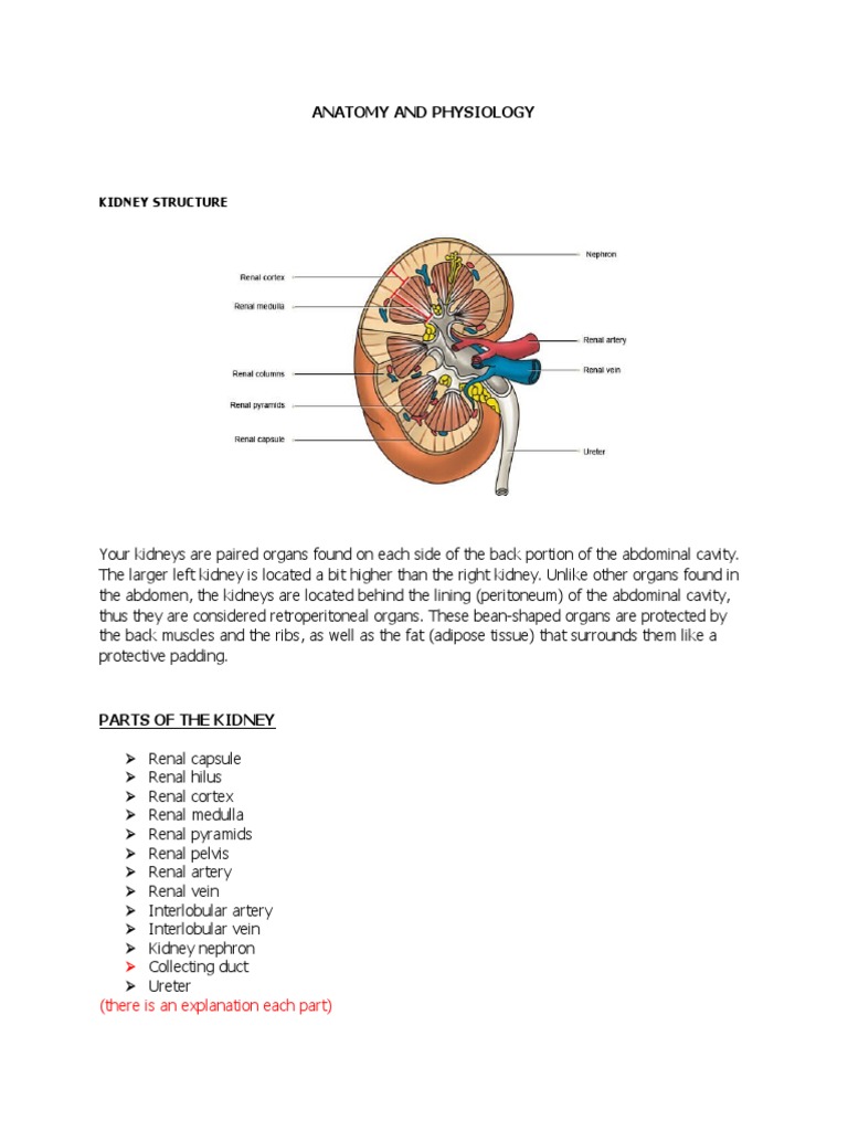 Anatomy and Physiology - Kidney - For | PDF | Kidney | Medical Specialties