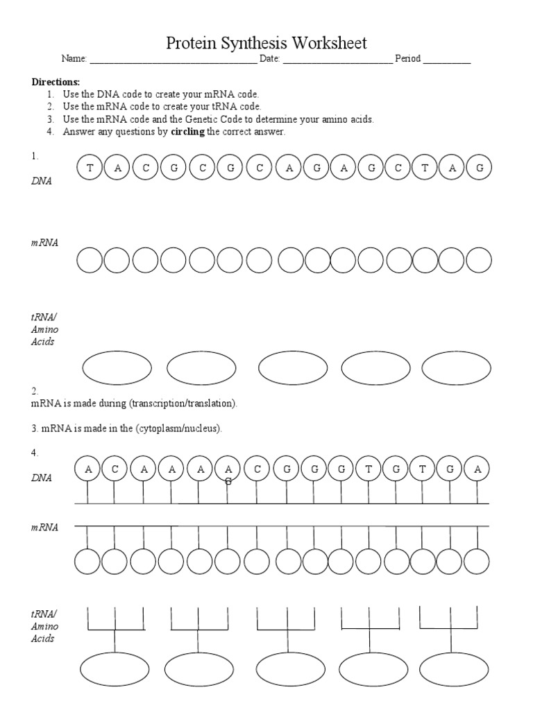 Visual Protein Synthesis Worksheet | PDF | Science & Mathematics ...