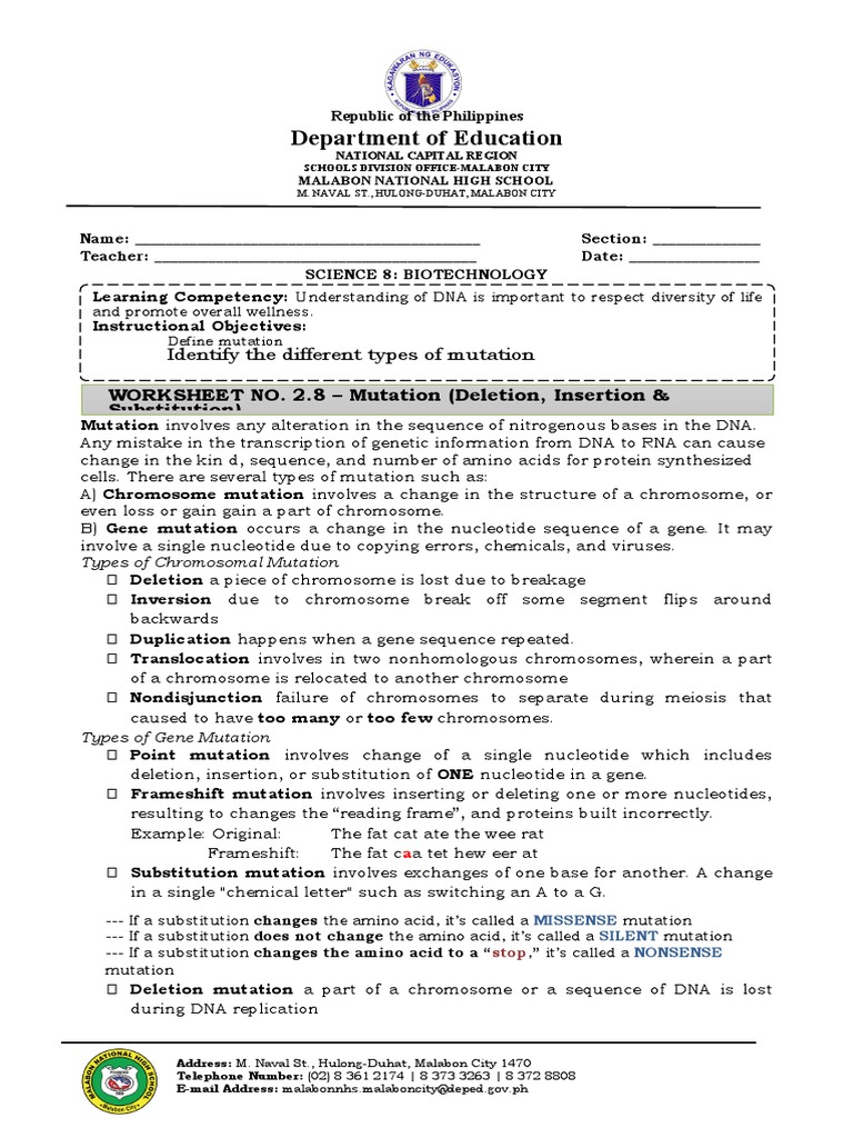 Mutation Worksheet | PDF | Point Mutation | Gene