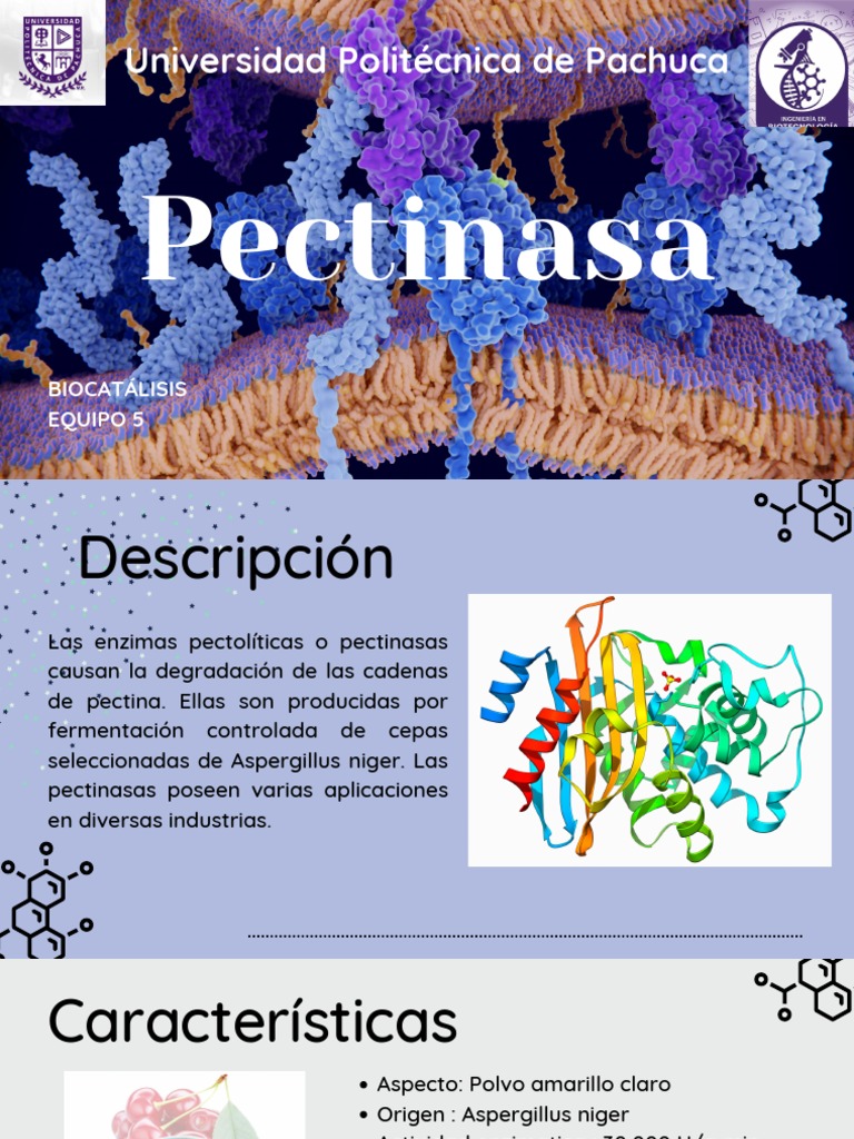 Pectinasa Enzima de Uso Industrial | Descargar gratis PDF | Química