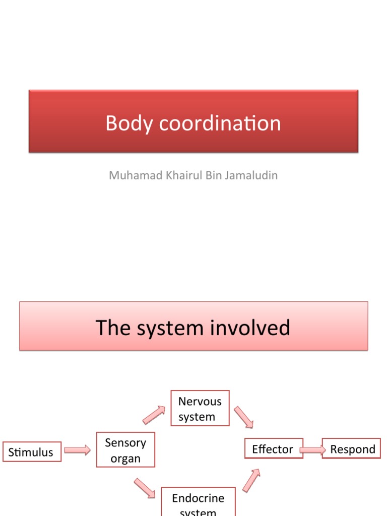 Body Coordination: Muhamad Khairul Bin Jamaludin | PDF