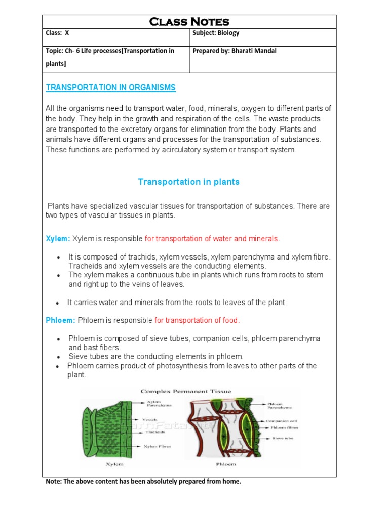 Class Notes: Transportation in Organisms | PDF | Tissue (Biology) | Anatomy