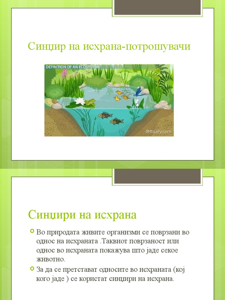 Sindzir Na Ishrana-Potrosuvaci | PDF