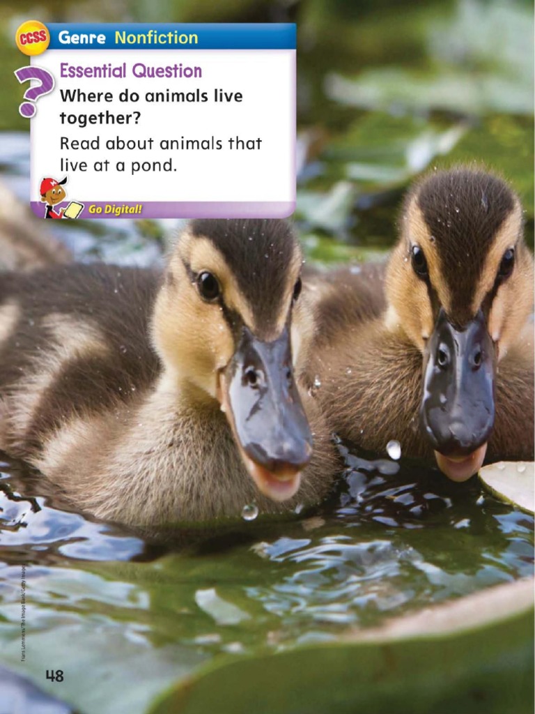 Wonders G1 at A Pond | PDF