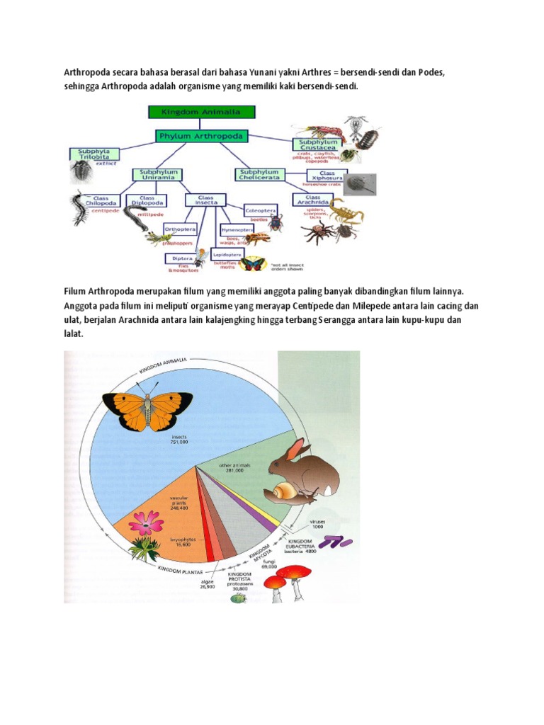 Klasifikasi dan Ciri Khas Insecta | PDF