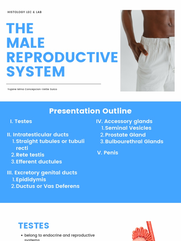 THE Male Reproductive System: Histology Lec & Lab | Download Free PDF ...