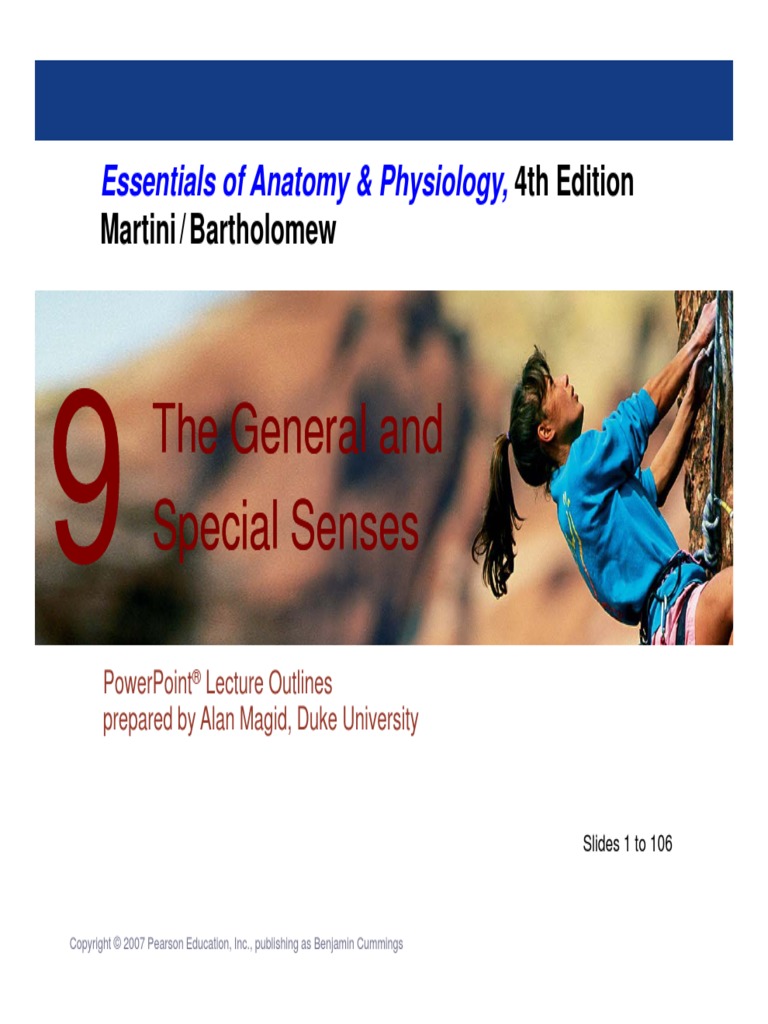 The General and Special Senses The General and Special Senses | PDF ...