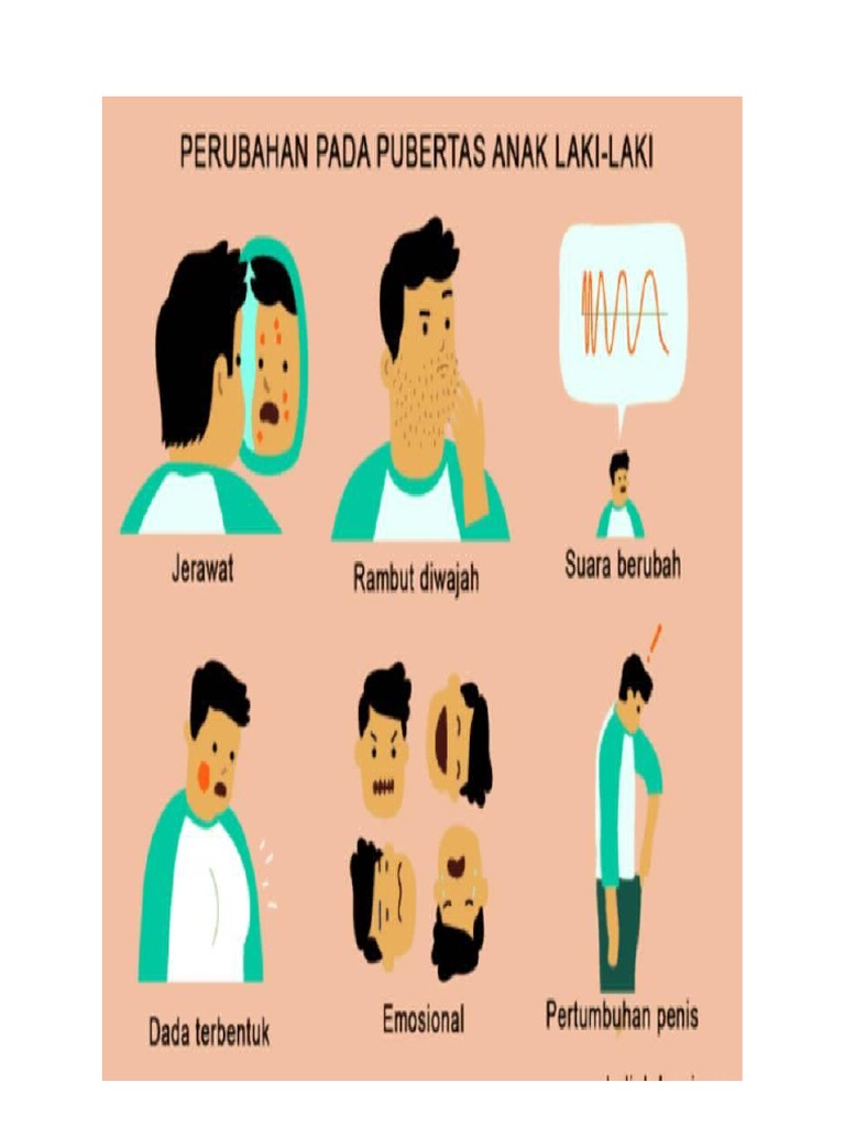 Poster Pubertas | PDF