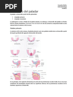 Embriología del Paladar Humano | PDF