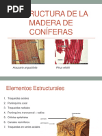 Diferencias entre coníferas y latifoliadas | PDF | Arboles | Hoja
