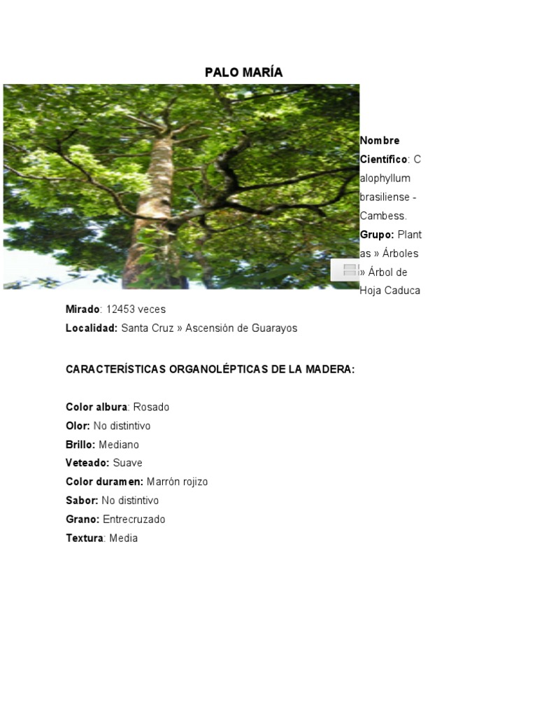Palo María | PDF