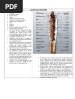 Componentes y riesgos del cigarro | PDF | Cigarrillo | Fumar