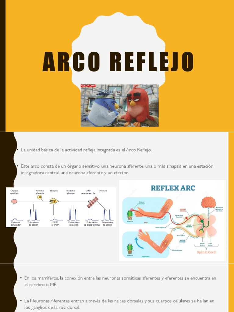 Arco Reflejo y Tipos de Reflejos | PDF | Nervio | Neurona