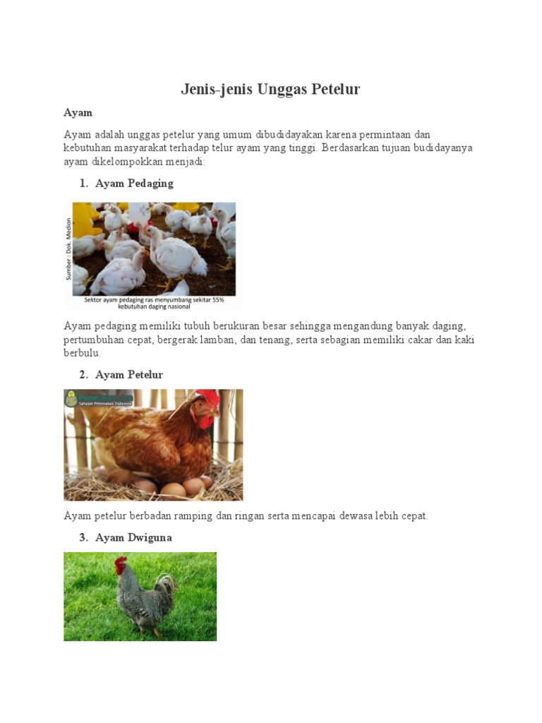 Jenis Ayam Petelur | PDF