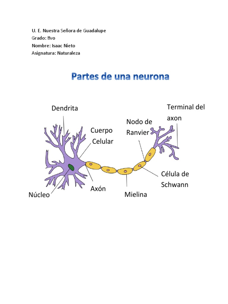 Partes de Una Neurona. | PDF