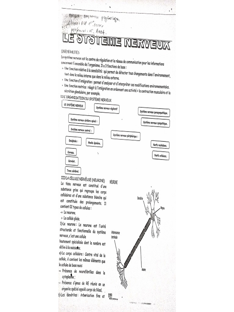 ANATOMIE .. Le Systeme Nerveux | PDF