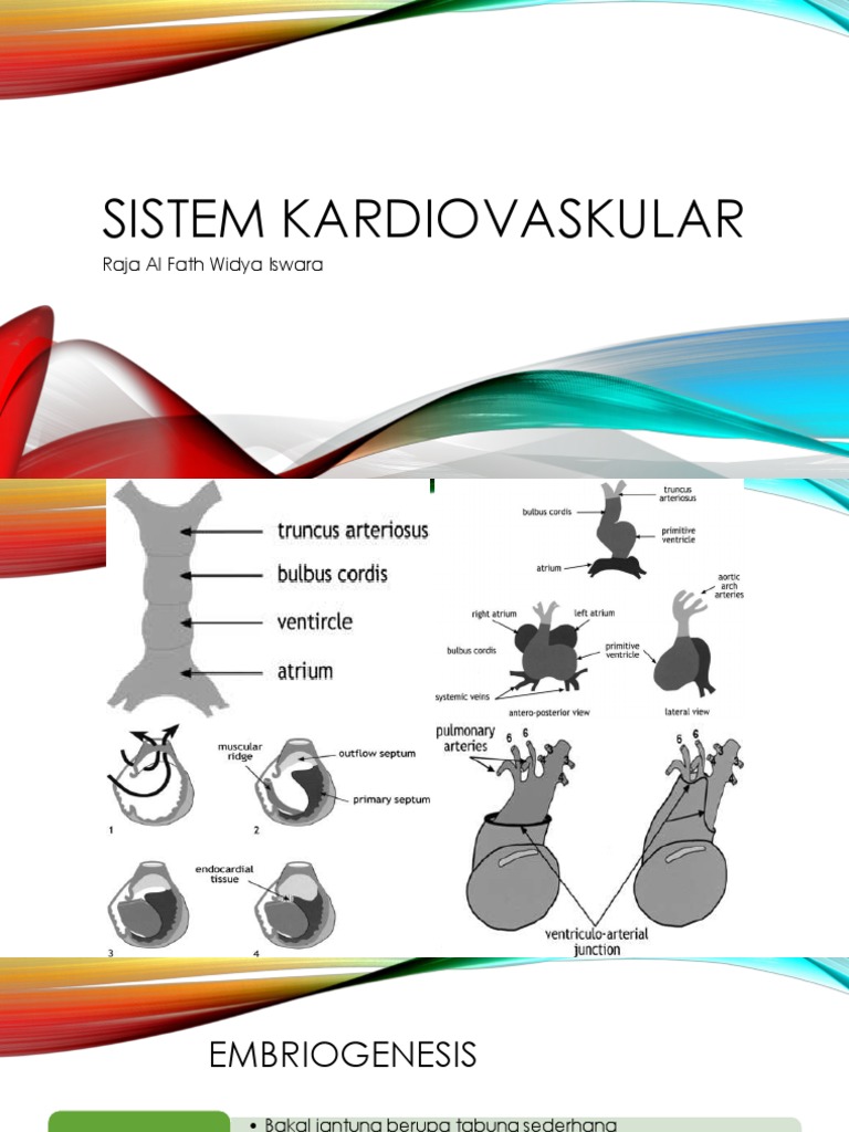 Anatomi Sistem Kardiovaskular | PDF