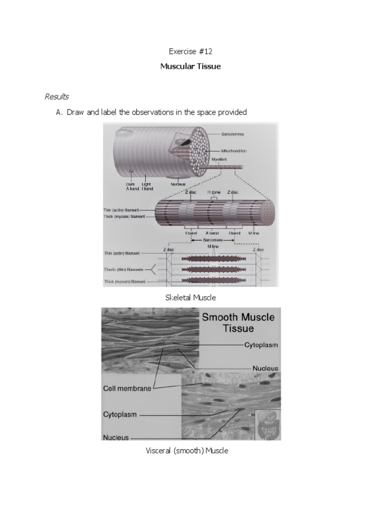 Lab Exercise 12 | PDF