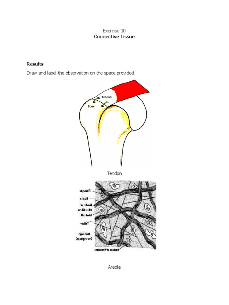 Connective Tissue: Exercise 10 | PDF