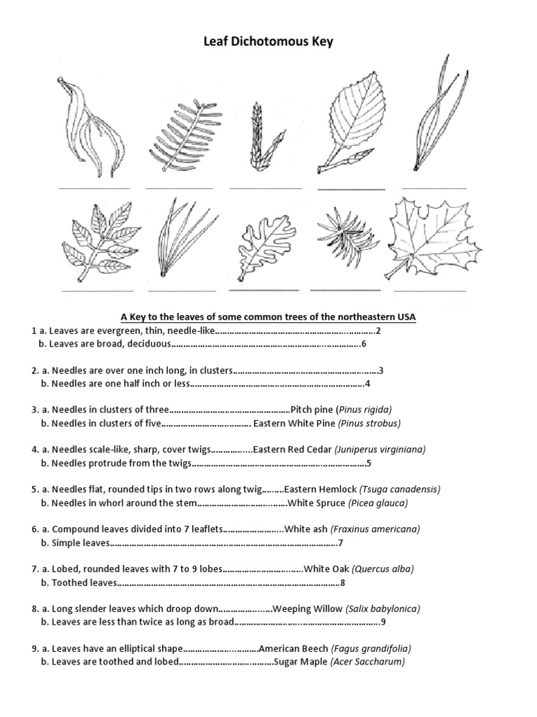 Tree and Creature Identification Key | PDF | Pine | Spruce