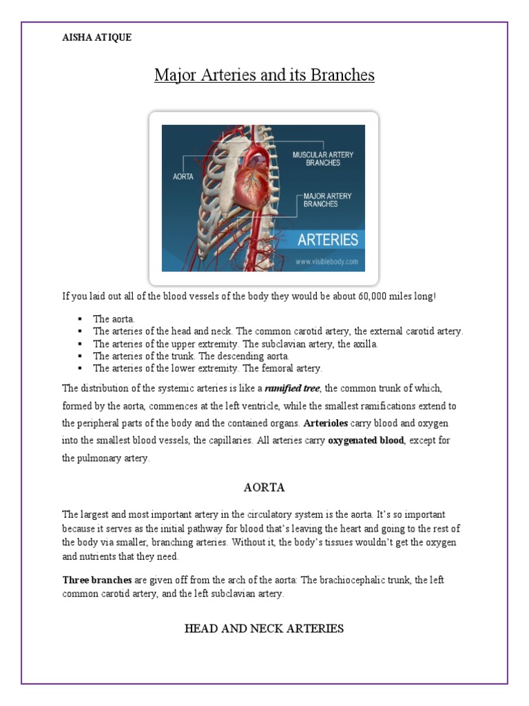 Major Arteries and Its Branches: Aisha Atique | PDF | Vein | Artery