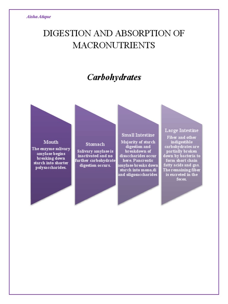 Digestion and Absorption of Macronutrients | PDF | Digestion ...