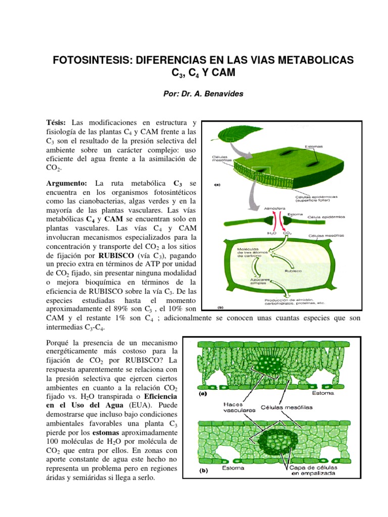 Anatomía De Las Hojas De Las Plantas C3