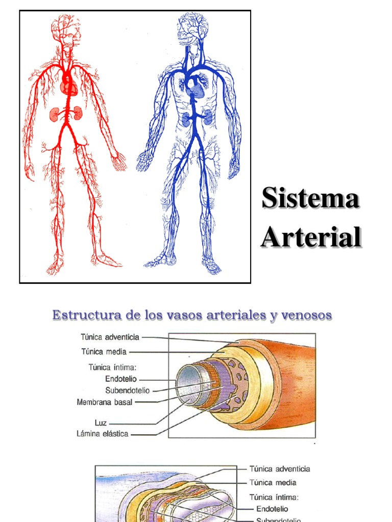 Clase Sistema Arterial | PDF