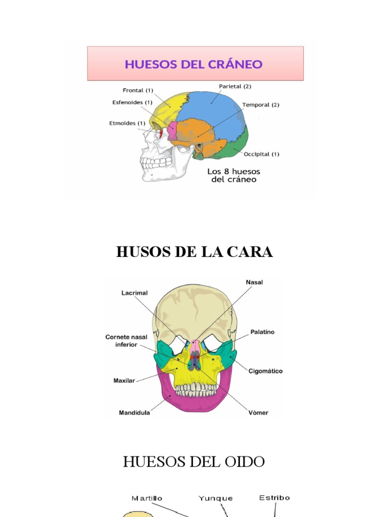 Huesos de La Cabeza | PDF