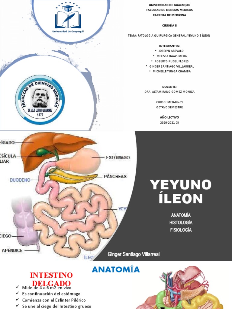 Yeyuno Ileon Cirugia Exposicion Grupo 4 | PDF | Digestión | Estómago
