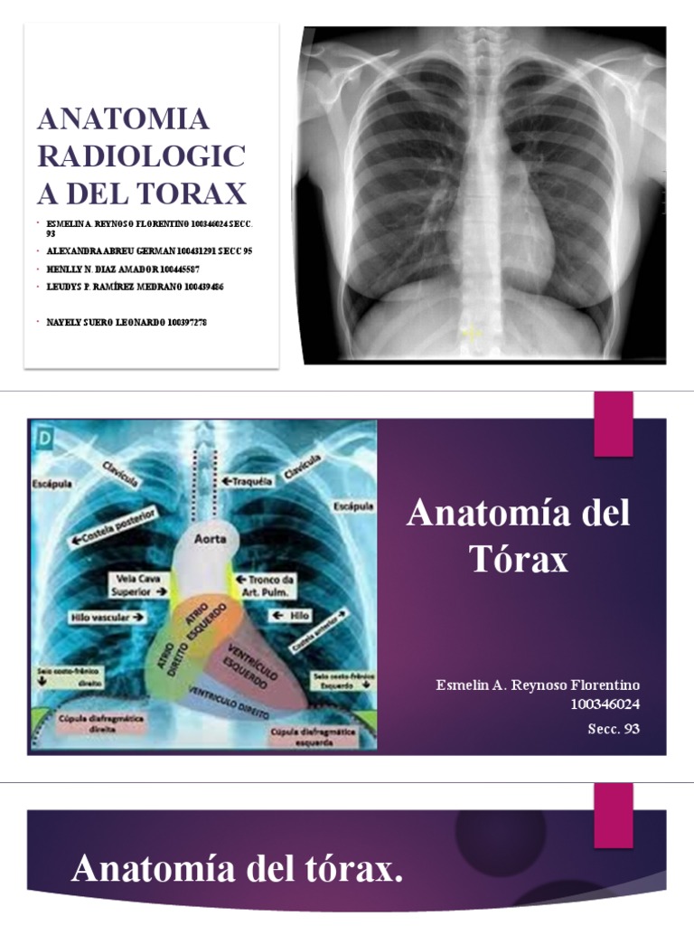 Anatomía Del Tórax | PDF | Tórax | Pulmón