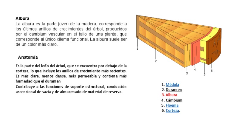 Definición y funciones de la albura | PDF