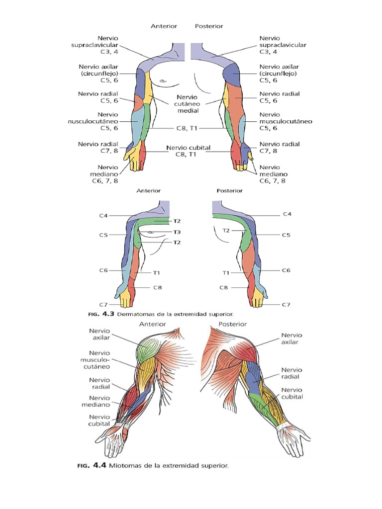 Territorios Nerviosos Dermatomas Y Miotomas Pdf