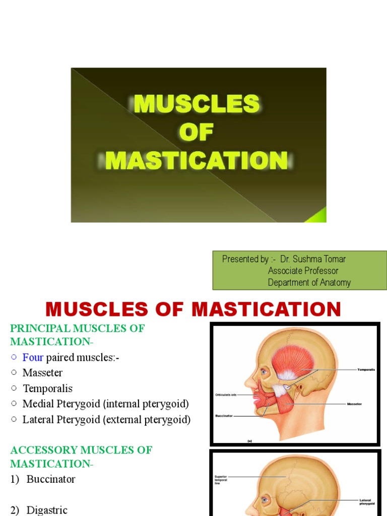 Anatomy and Functions of Mastication Muscles | PDF | Human Anatomy ...