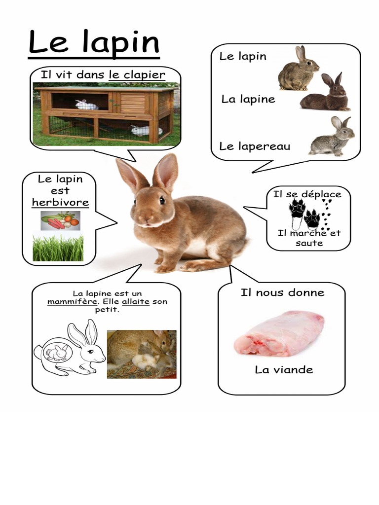 Le Lapin Fiche | PDF