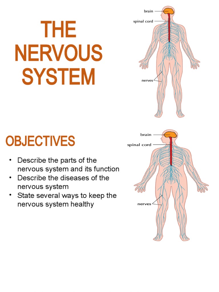 Nervous System | PDF | Nervous System | Central Nervous System