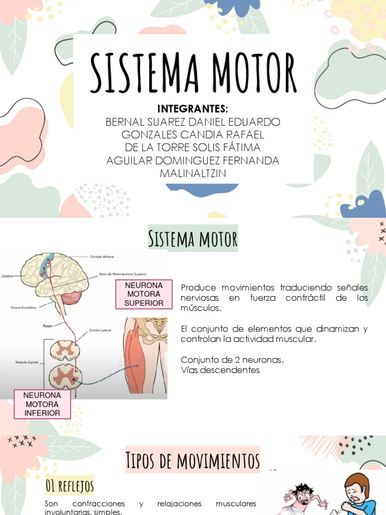 Sistema Motor y Vías Motoras | PDF | Neurona motora | Neurona